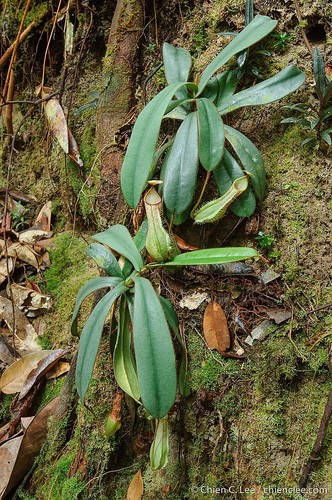 Nepenthes hispida · iNaturalist