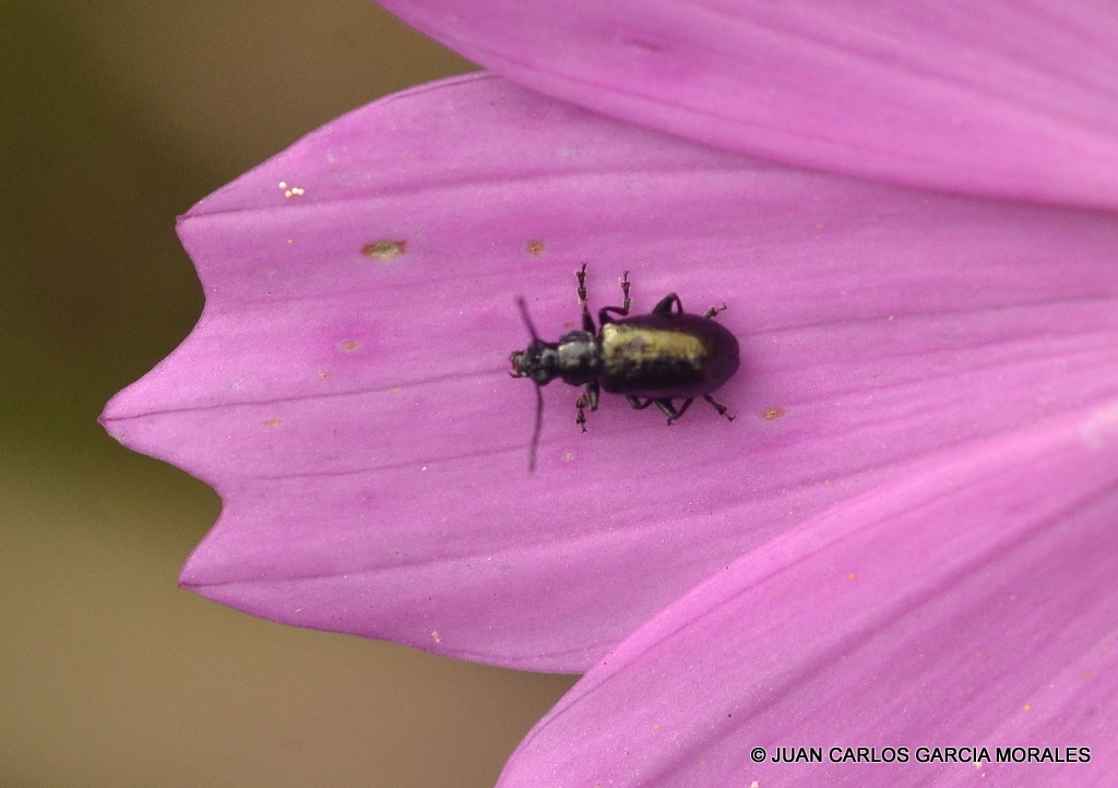 Flea Beetles from Parque Sierra Morelos, Toluca, México on October 29 ...
