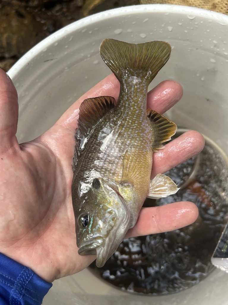 Green Sunfish from CR-175, Salem, AL, US on August 15, 2025 at 11:13 AM ...