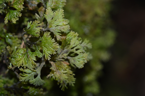 Género Ricardia · iNaturalist Mexico