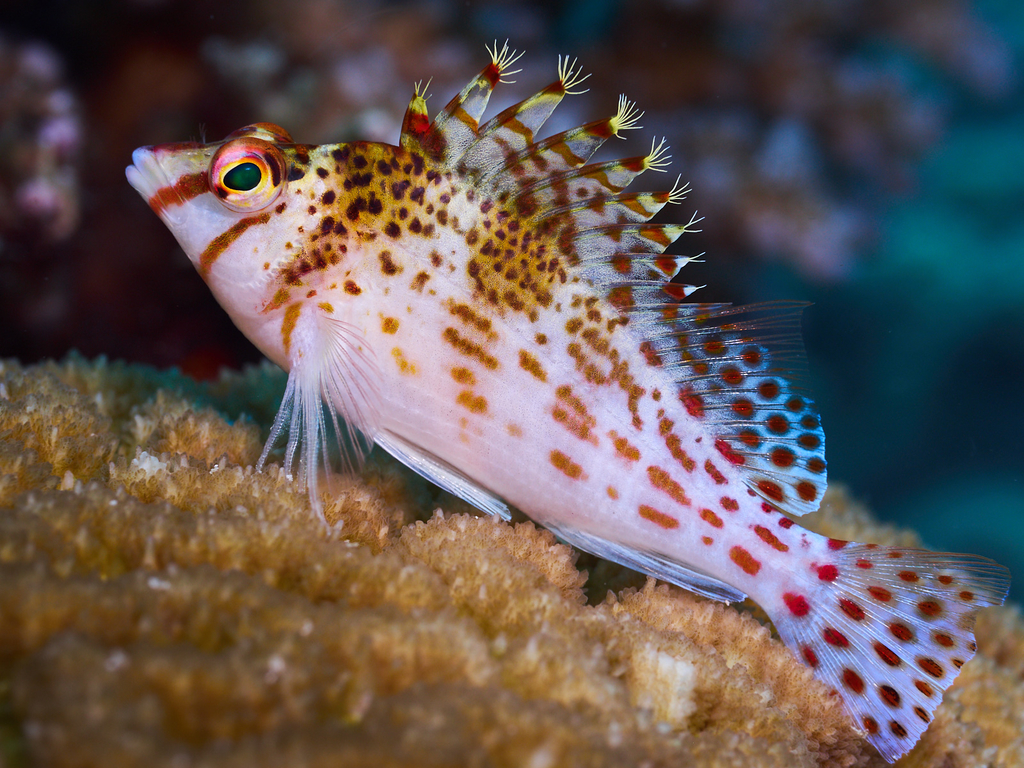 Dwarf Hawkfish from Loon, Bohol, Philippines on April 05, 2015 at 09:56 ...