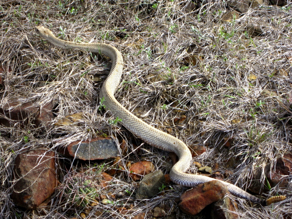 Aruba Island Rattlesnake (Crotalus unicolor) - Snakes and Lizards