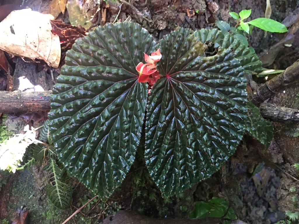 Begonia ruthiae from Lahad Datu, Sabah, MY on October 30, 2019 at 09:37 ...