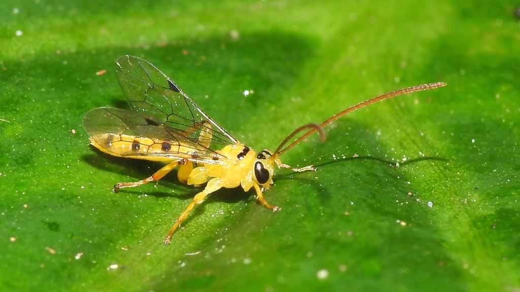 Xanthopimpla from 114台灣台北市內湖區湖濱里 on October 30, 2019 at 03:19 PM by 熊盛志 ...