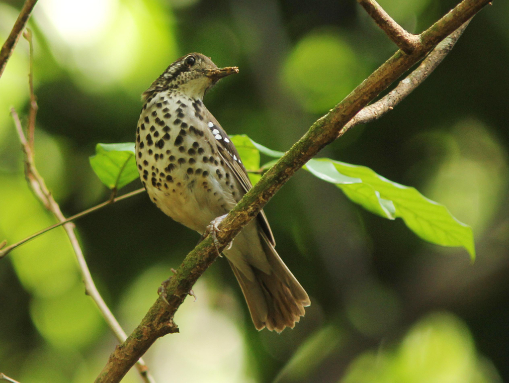 Spot-winged Thrush in January 2015 by dbeadle. Spot-winged Thrush ...