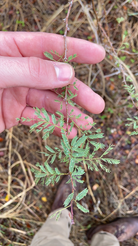 Sweet acacia from Austin on October 30, 2019 by Nick Boysen · iNaturalist