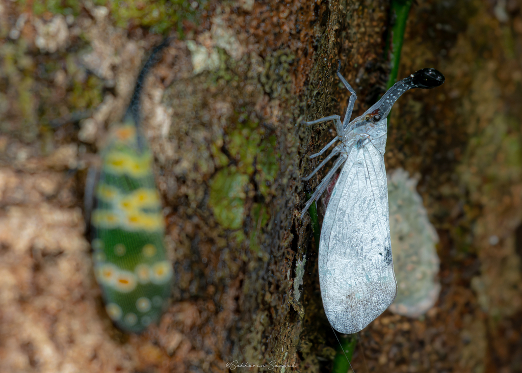 Pyrops clavatus in May 2025 by Sakkarin Sansuk · iNaturalist