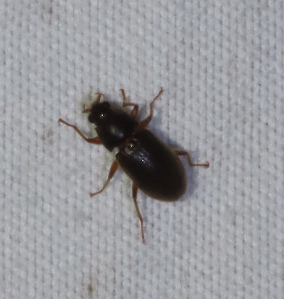 Pelonomus obscurus from St. Johns County, FL, USA on August 9, 2025 at ...