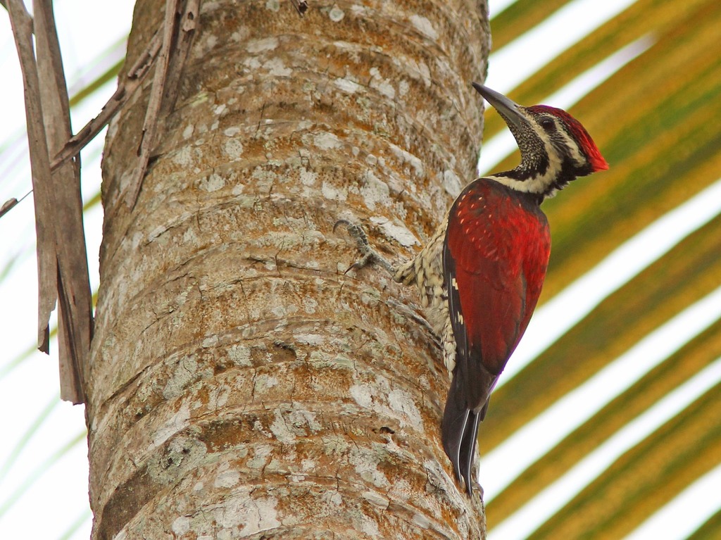 Red-backed Flameback from Ratnapura, Sri Lanka on January 17, 2015 at ...