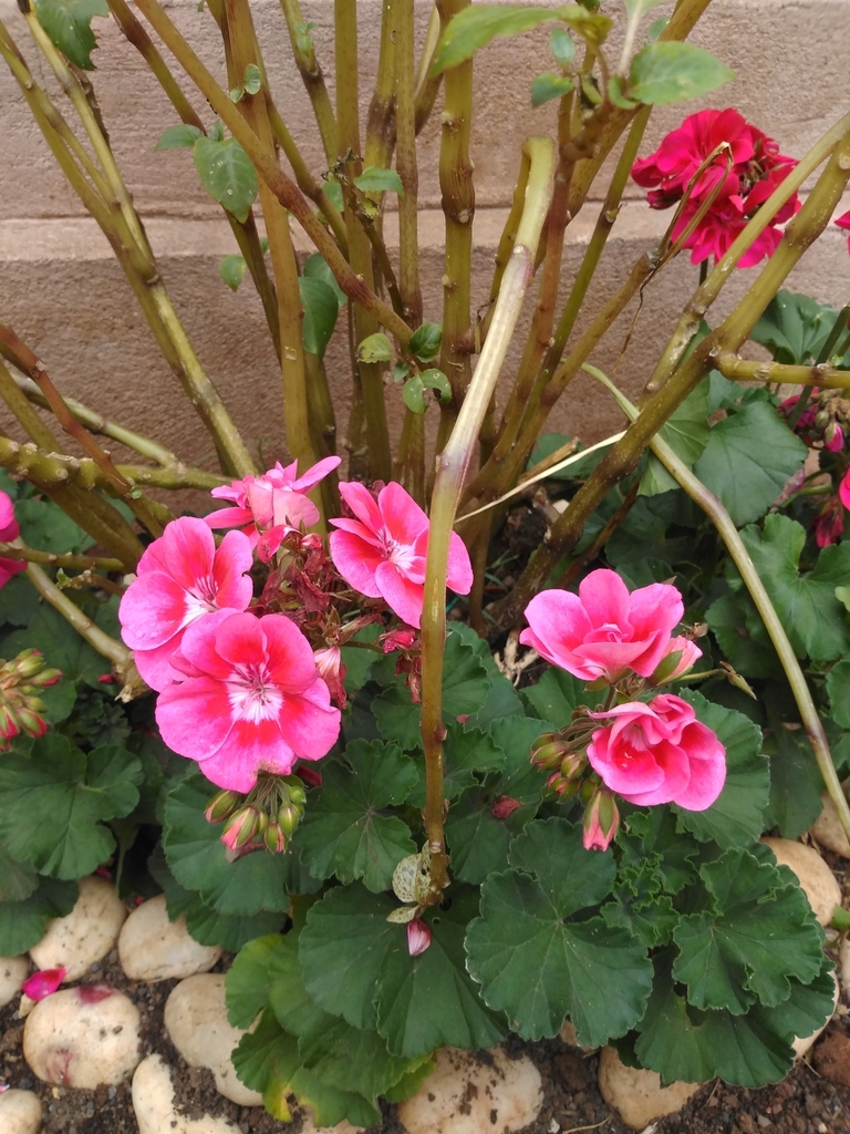 garden geranium from Morelia, Mich., México on October 29, 2019 at 04: ...