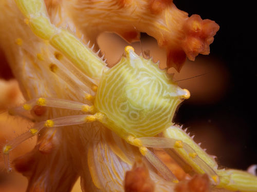 Genus Quadrella · iNaturalist