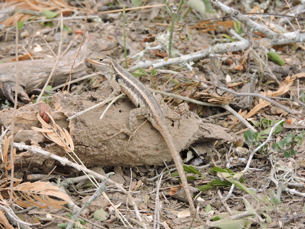 Northern Rose-bellied Lizard from Reynosa, Tamps., México on April 9 ...