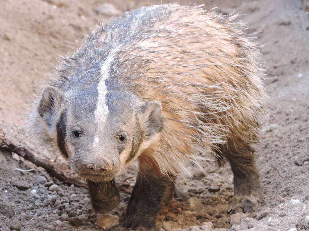 American Badger from Reynosa, Tamps., México on September 5, 2018 at 11 ...