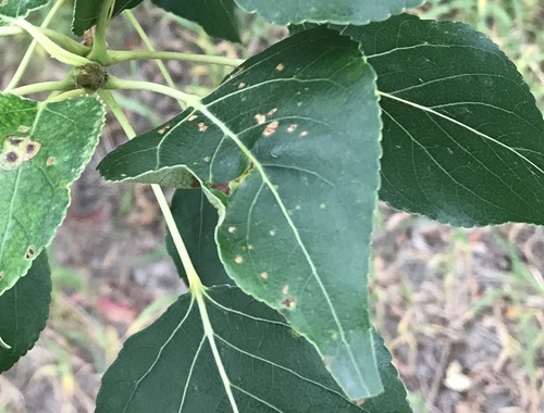 Genus Tetra · iNaturalist