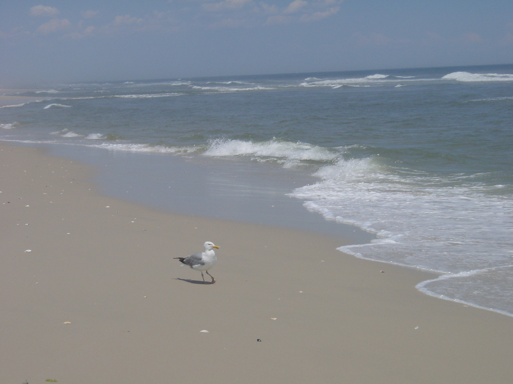 Herring Gull from Island Beach State Park, NJ on July 02, 2008 by ...
