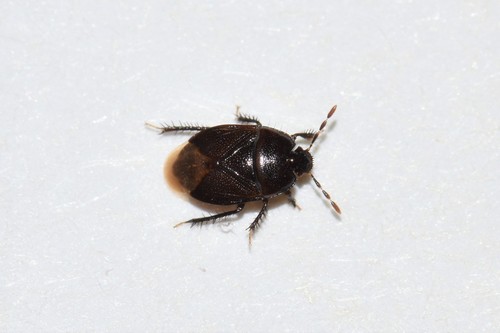 Chilocoris alienus · iNaturalist