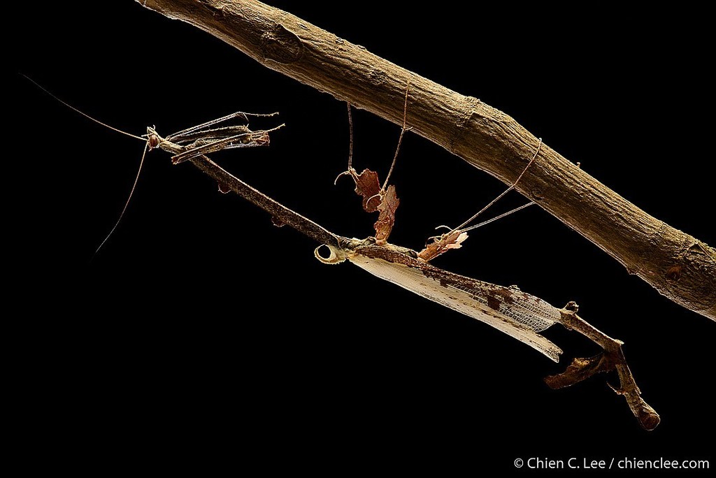 Paratoxodera polyacantha from Kapit, Sarawak, Malaysia on November 25 ...