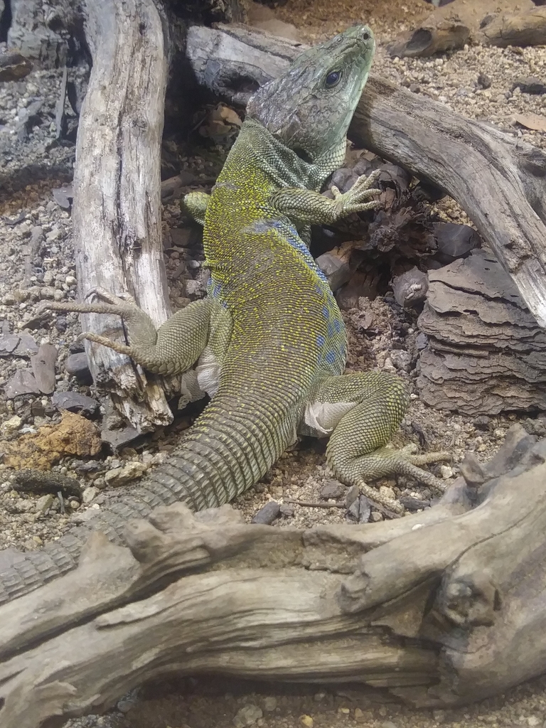Ocellated lizard in July 2019 by Noeliria Noe · iNaturalist