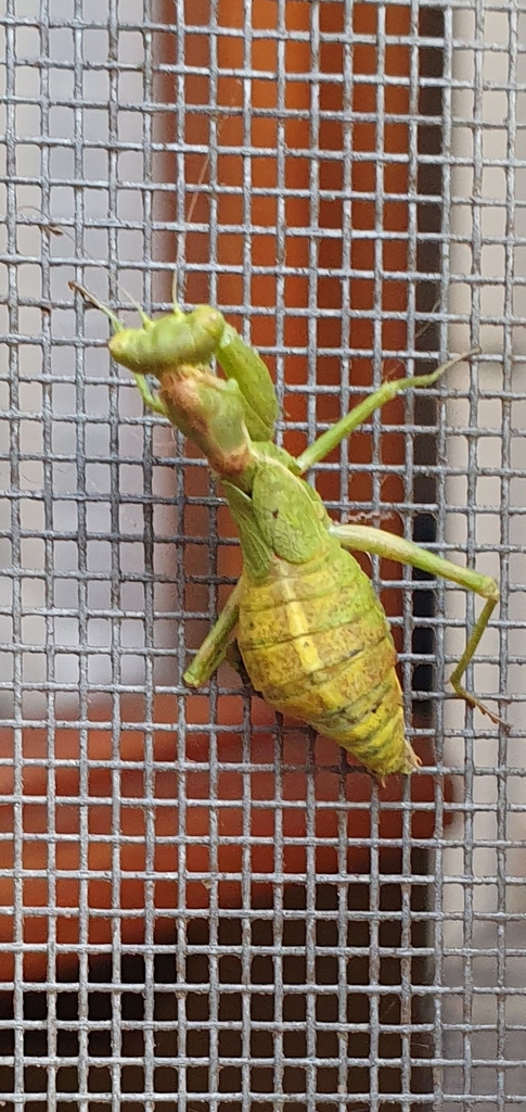 European Dwarf Mantis from Ravenna, Emilia-Romagna, IT on October 21 ...