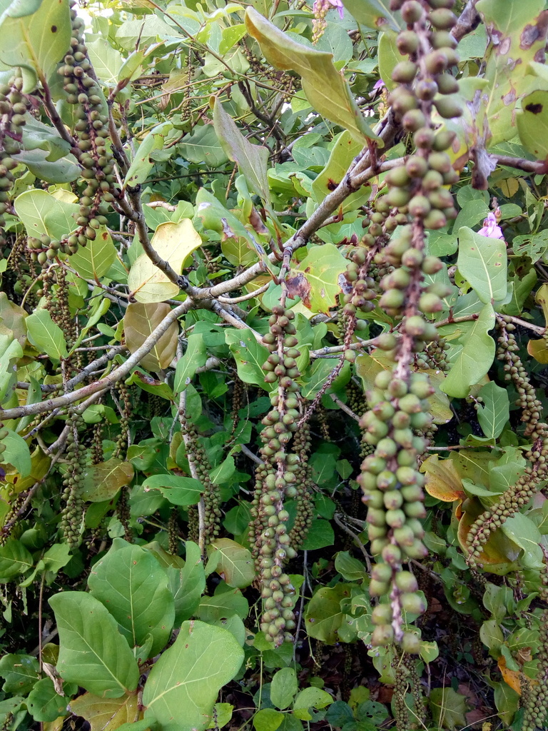 (Coccoloba barbadensis) - Botanical Realm