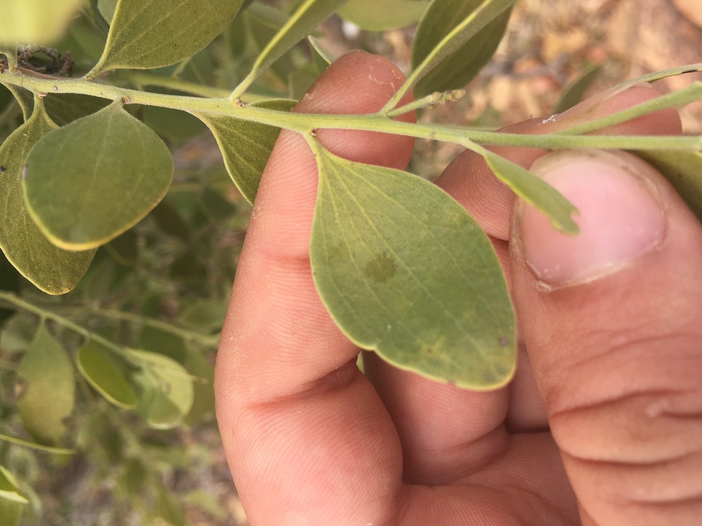 Broad Leaved Native Cherry from Chillagoe-Mungana Caves National Park ...