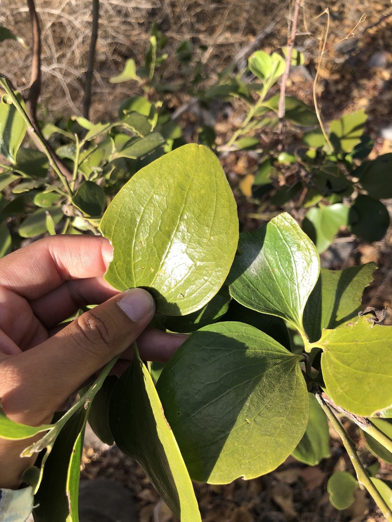 Broad Leaved Native Cherry from Donors & Tower London CV Conservation ...