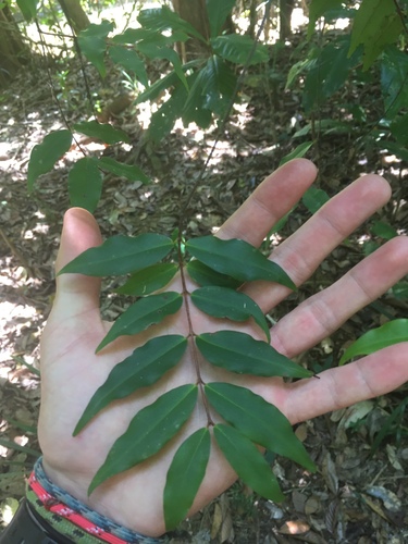 Pilidiostigma tropicum · NaturaLista Colombia