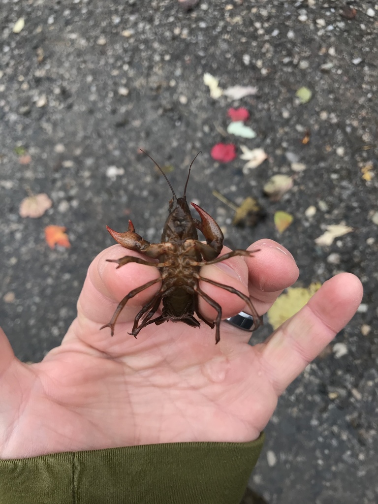 Great Plains Mudbug from Long Point Provincial Park, , ON, CA on ...