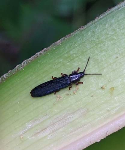 Brontispa palauensis · iNaturalist