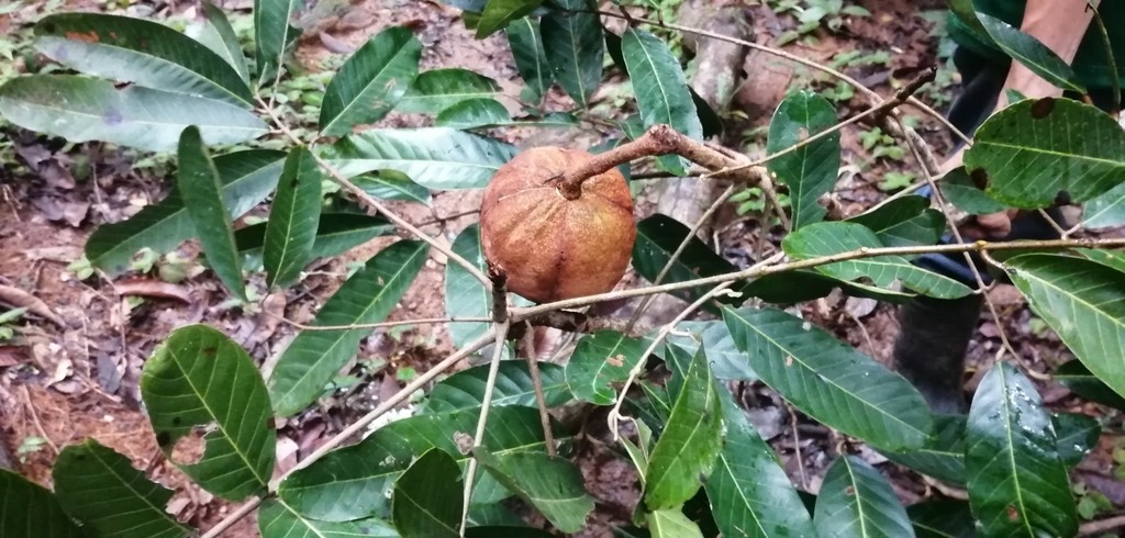Carapa guianensis from Provincia de Puntarenas, Costa Rica on November ...