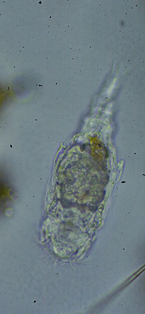 Mikrocodides chlaena from Toronto, ON M4W 3X8, Canada on November 02 ...