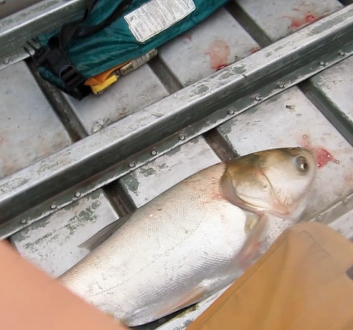Silver Carp from Mississippi, Shelby Forest State Park, TN on August 9 ...