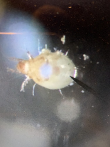 Grocers' Itch Mite (Glycyphagus domesticus) · iNaturalist