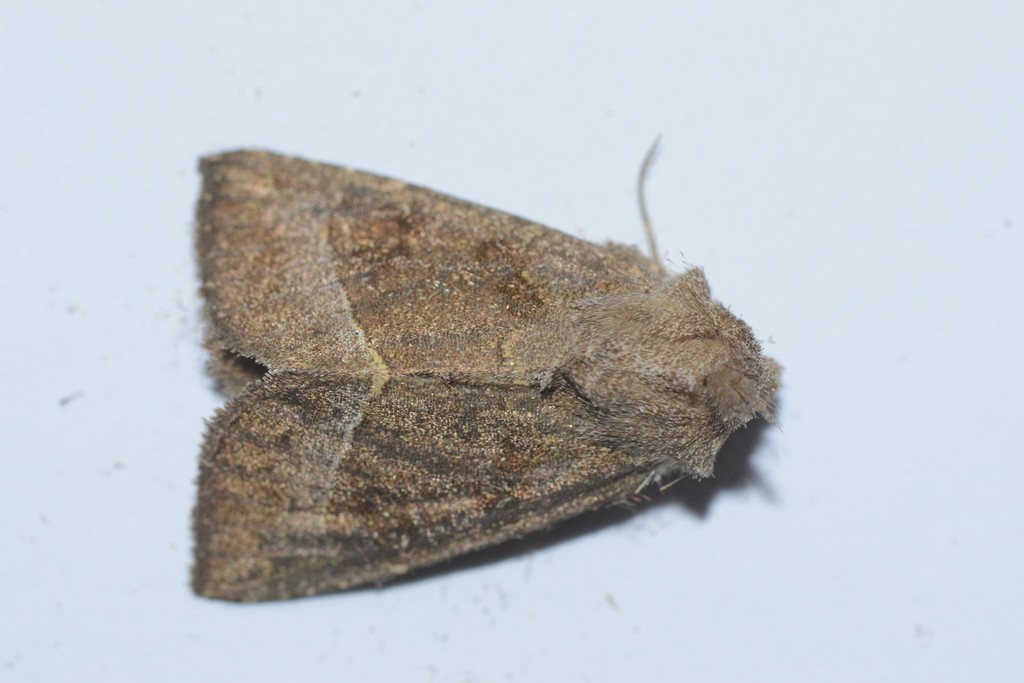 Stalk Borer Moth from Coin 201 et Chemin St-Guillaume - Milieu humide ...