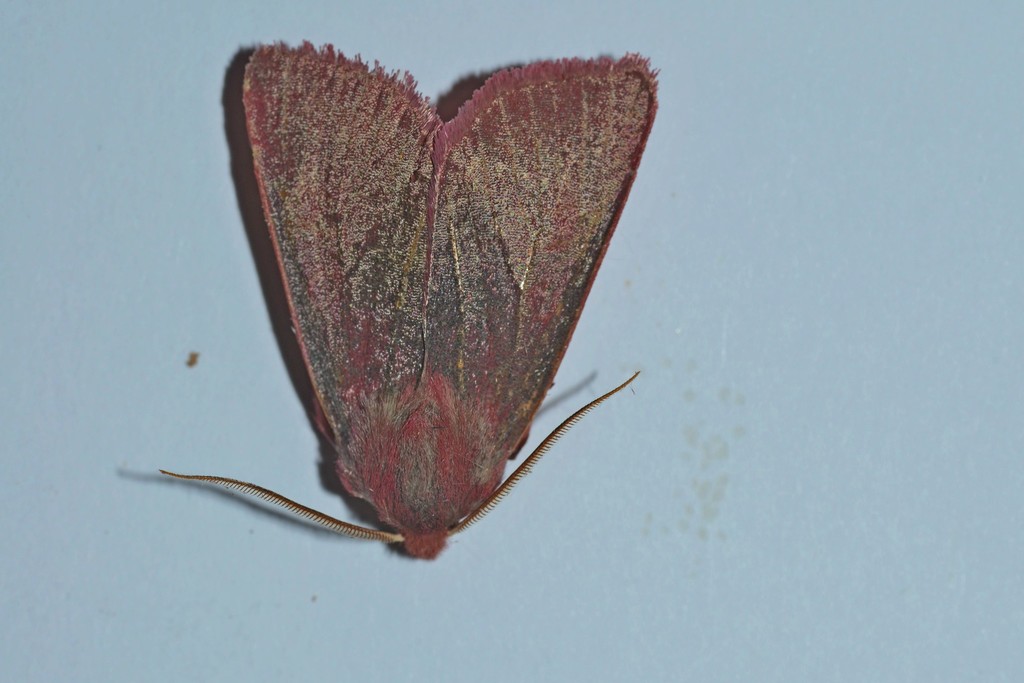 Pink Sallow from Coin 201 et Chemin St-Guillaume - Milieu humide on ...