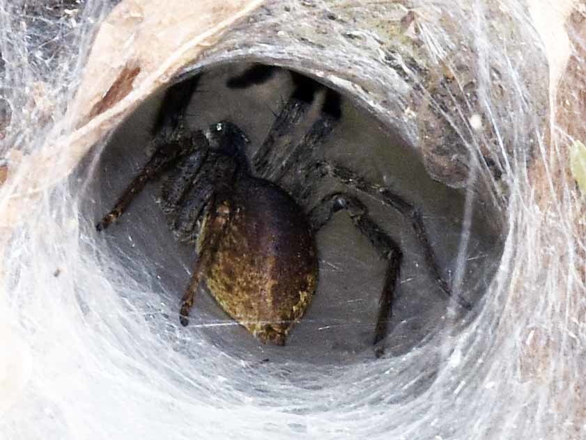 RTA Clade Spiders from parque national de huatulco oaxaca mexico on ...