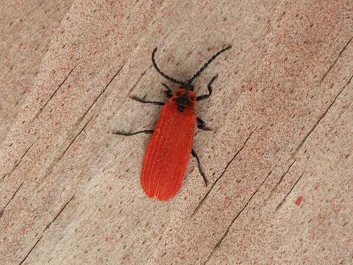 Arkansas Beetles, mayfly1963 · iNaturalist