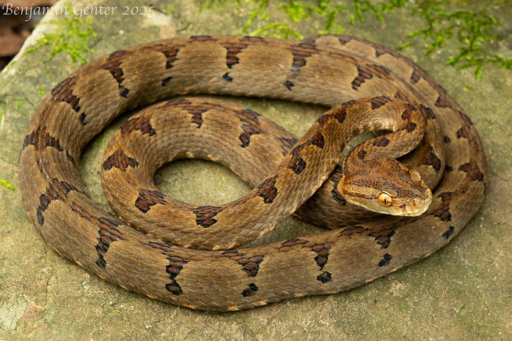 Protobothrops dabieshanensis in August 2025 by Benjamin Genter. Anhui ...