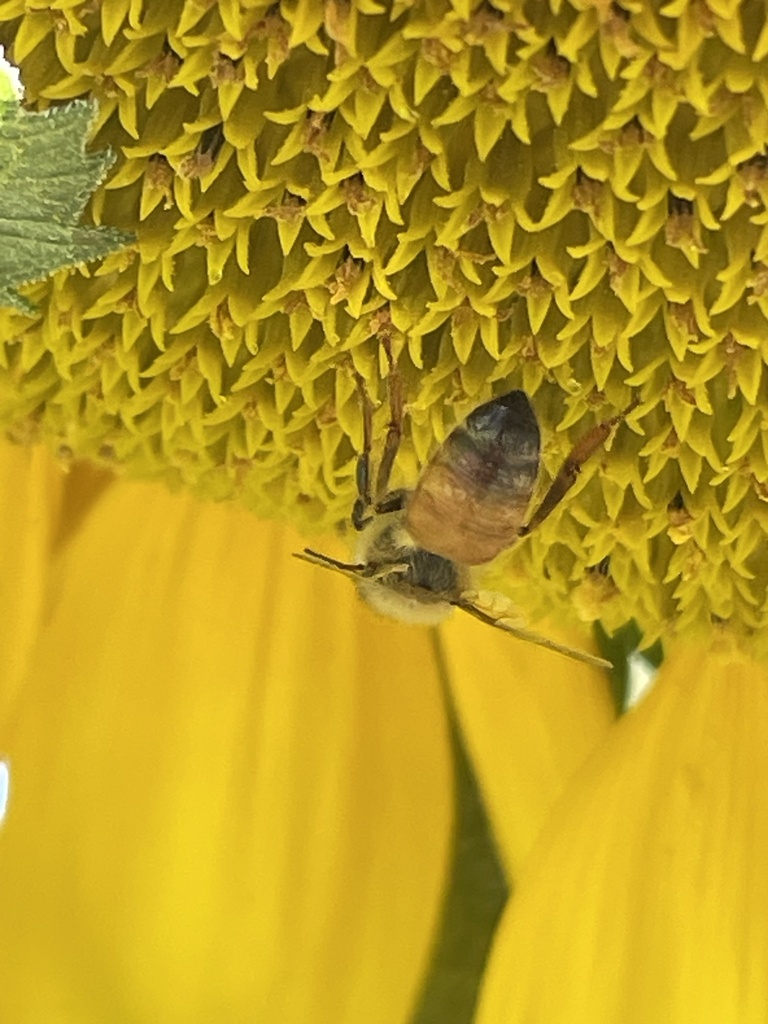 Western Honey Bee from NE 109th St, Seattle, WA, US on August 20, 2025 ...