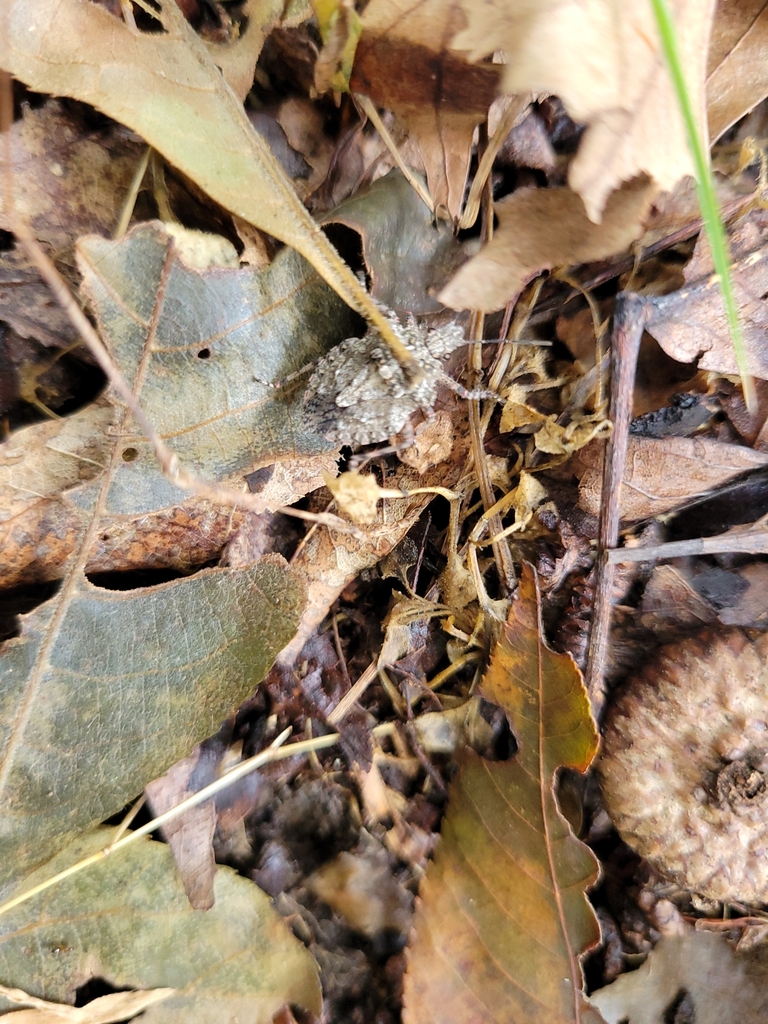 Brochymena arborea from Cliffdale Farm on August 21, 2025 at 12:35 PM ...