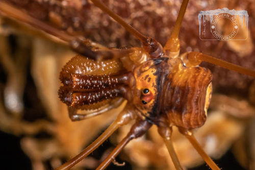 Forsteropsalis grimmetti · iNaturalist