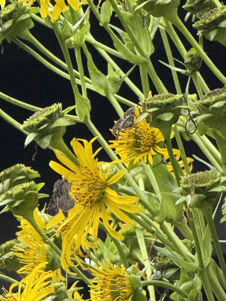 Butterflies and Moths from Ebenezer Church Rd, Memphis, IN, US on ...