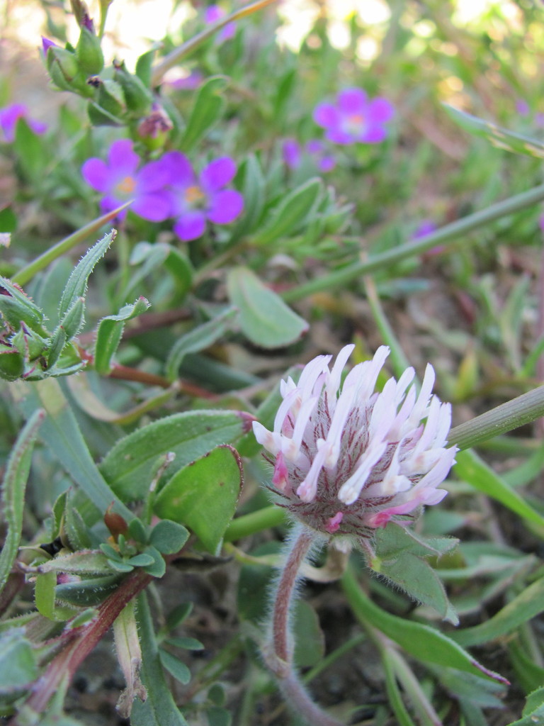 clovers from Marin County, CA, USA on May 12, 2011 at 01:34 AM by mazer ...