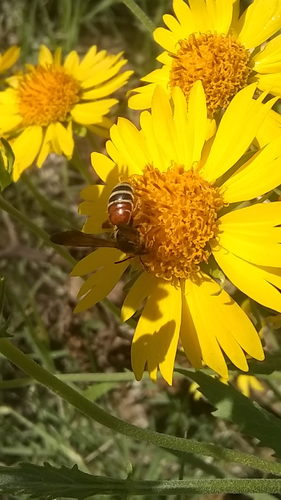 (Dieunomia micheneri)