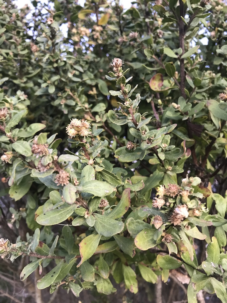 coyote brush from S G St, Arcata, CA, US on November 03, 2019 at 05:10 ...