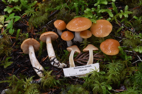 Thaxterogaster mitipes · iNaturalist