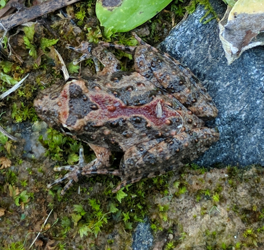 Northern Cricket Frog In November 2019 By Cynthia Darnell INaturalist northern-cricket-frog-in-november-2019-by-cynthia-darnell-inaturalist