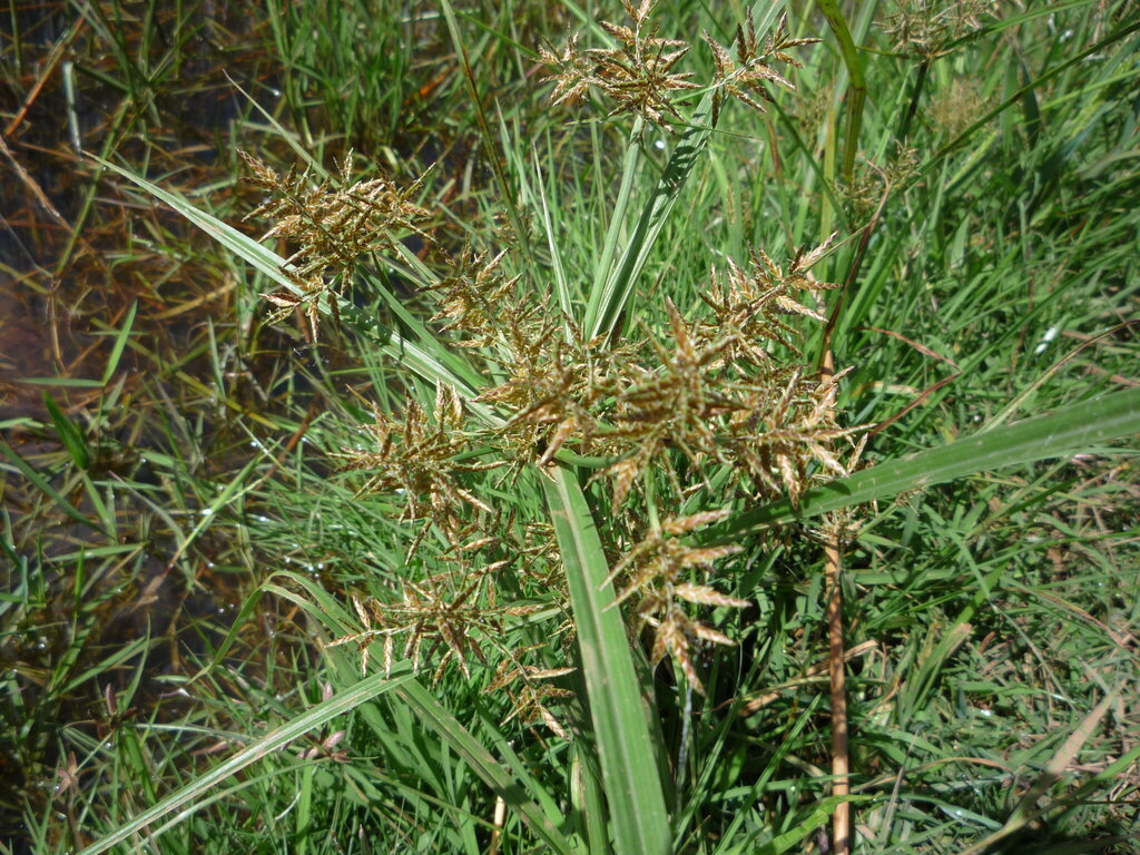 Cyperus macrostachyos from Vinaninkarena-Antsirabe Atsimo, Madagascar ...
