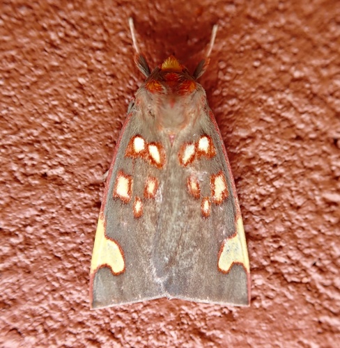 Melese costimacula · iNaturalist