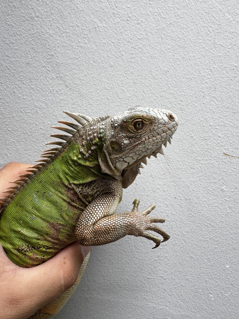 Green Iguana from Saint-Barthélemy, Gustavia, BL on August 12, 2025 at ...